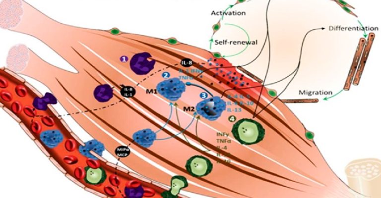 Knowledge Of The Muscle Cell Secretome • PSI-Structural Genomics